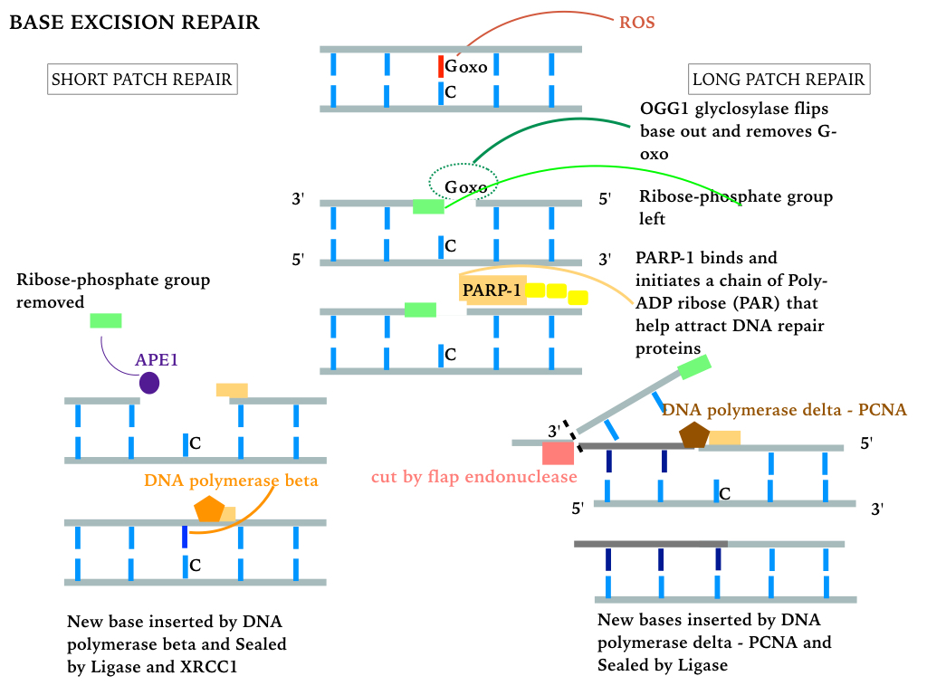 Base excision repair – The CLINICAL ONCOLOGY REGISTRAR