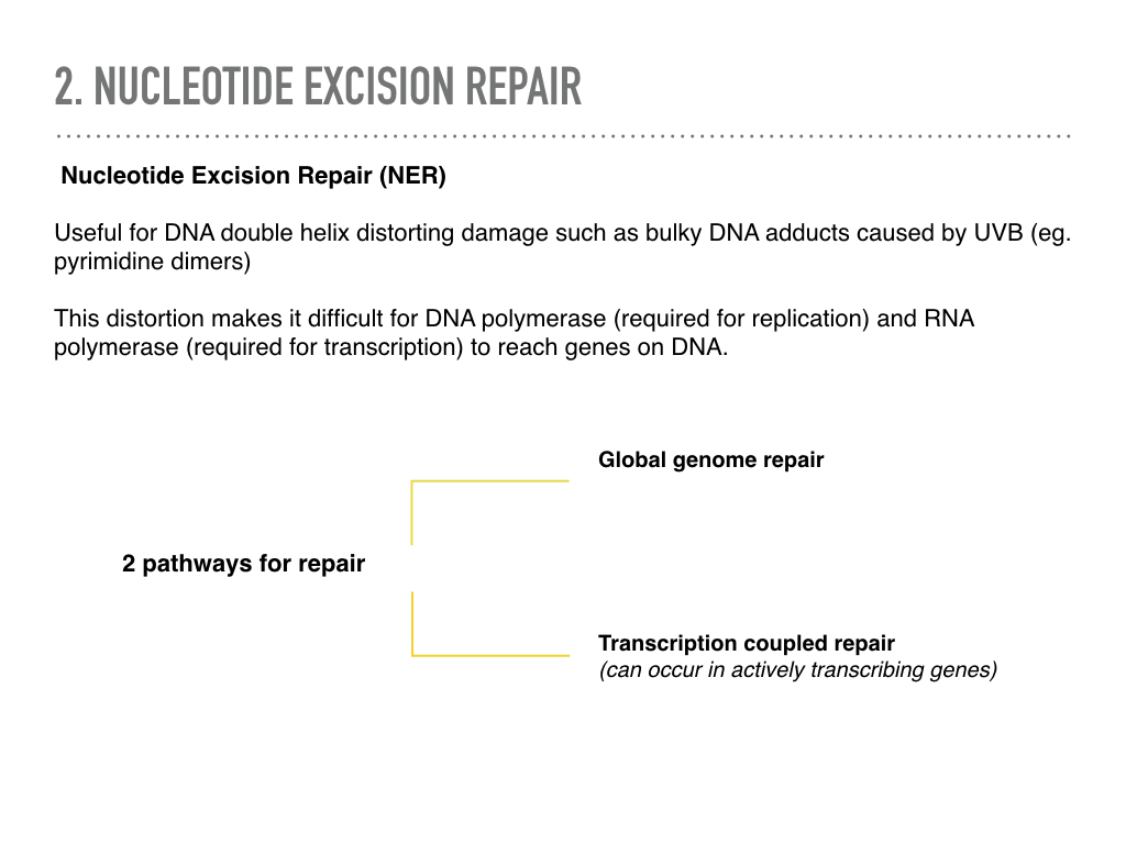 Nucleotide Excision Repair – The CLINICAL ONCOLOGY REGISTRAR