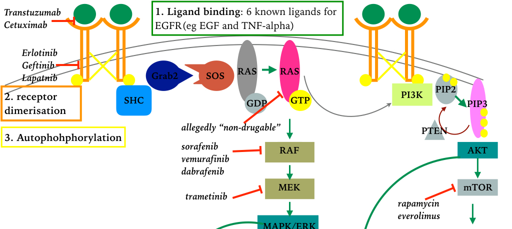 EGFR pathway – The CLINICAL ONCOLOGY REGISTRAR