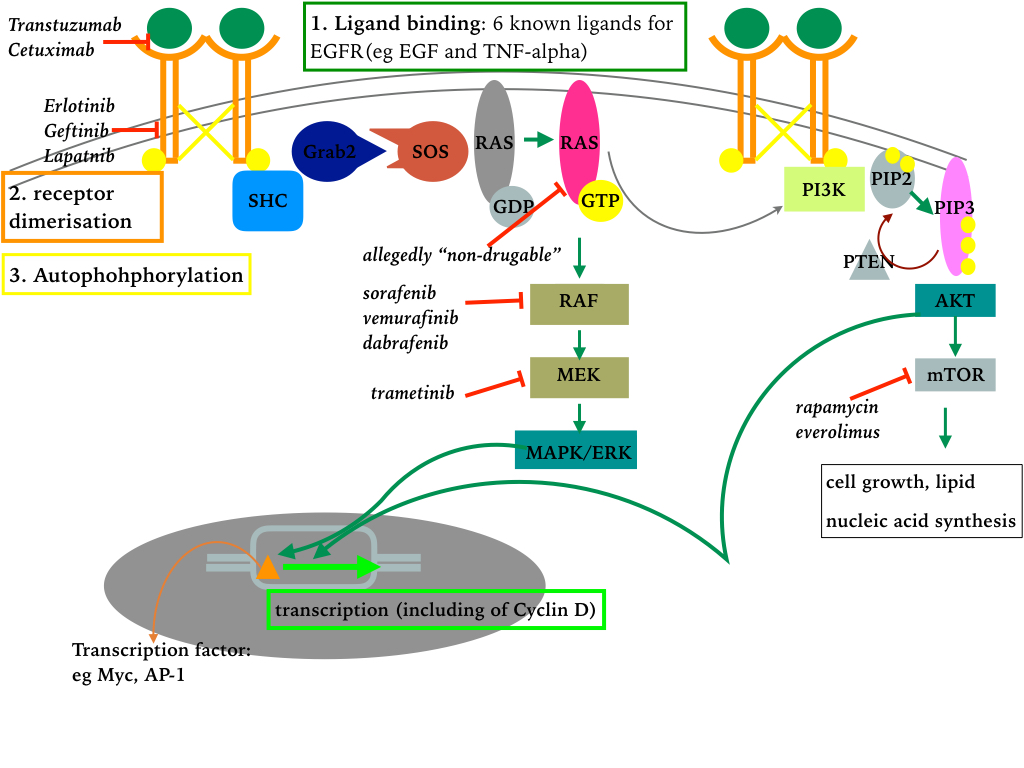 EGFR pathway – The CLINICAL ONCOLOGY REGISTRAR