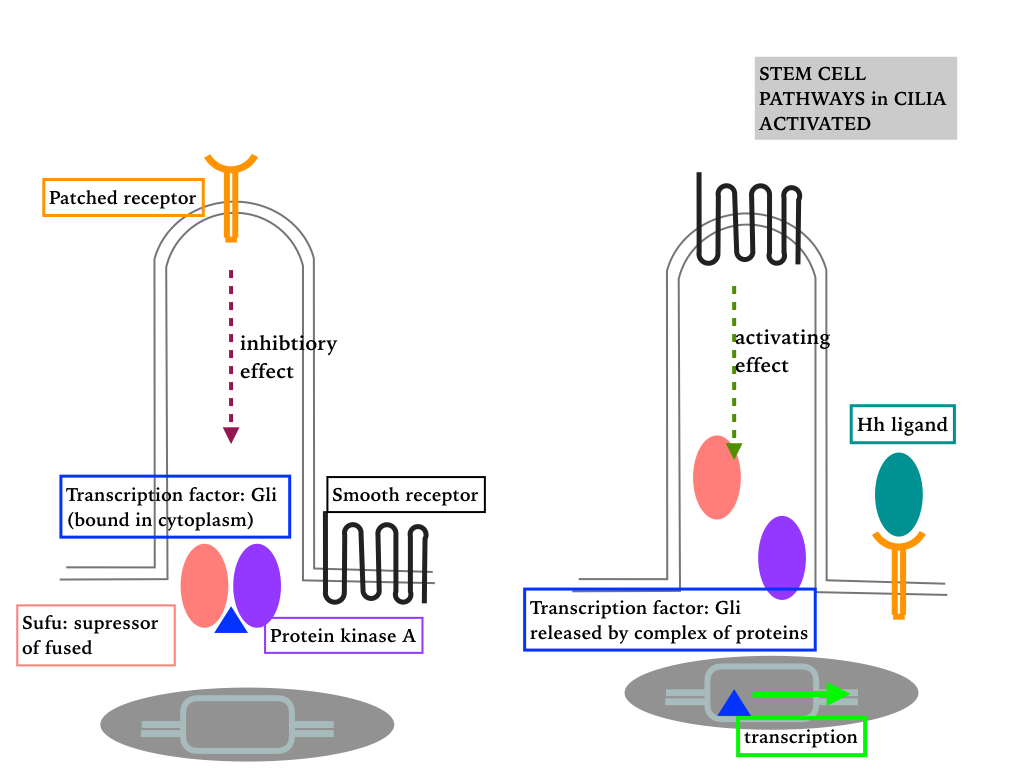 STEM CELL PATHWAYS – The CLINICAL ONCOLOGY REGISTRAR