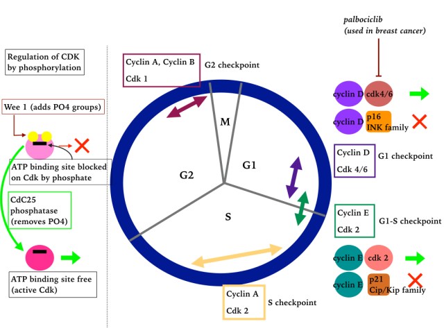 Cell Cycle Checkpoints Cyclin Full Article: The Evolution Of Cyclin